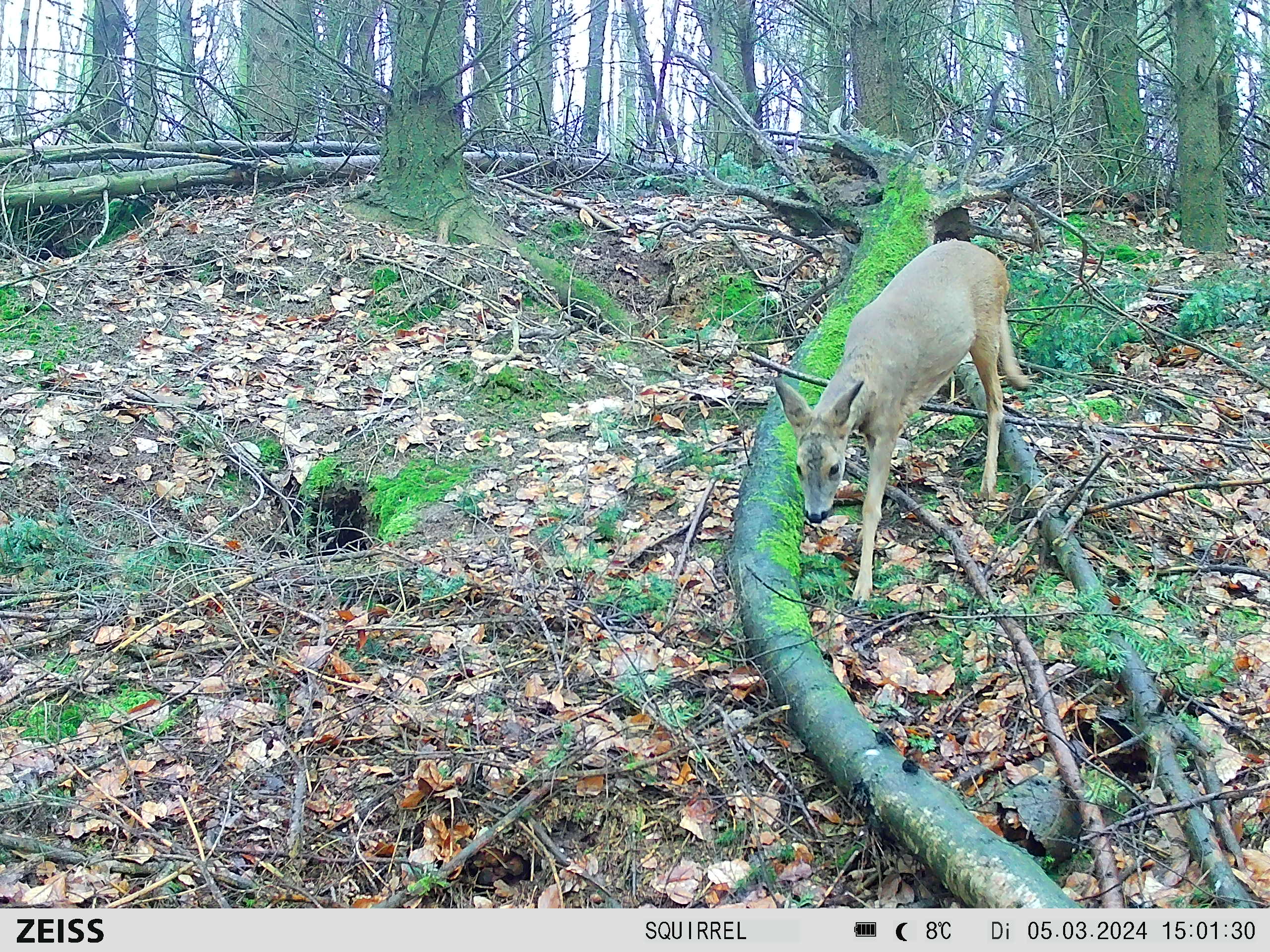 Zeiss Secacam 5 | Test & Erfahrungsbericht
